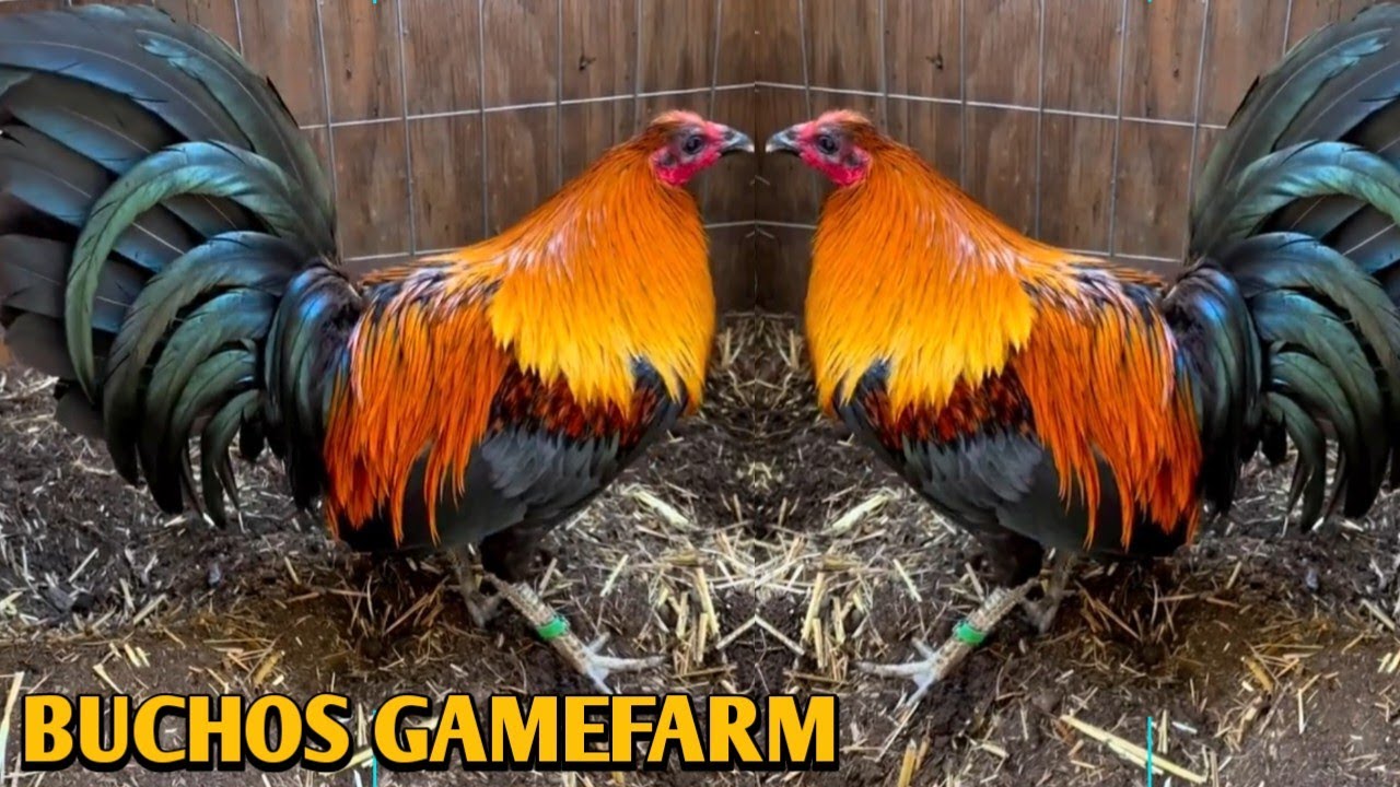 Buchos Gamefarm - North Carolina 🐓💥💥💥💥 - YouTube
