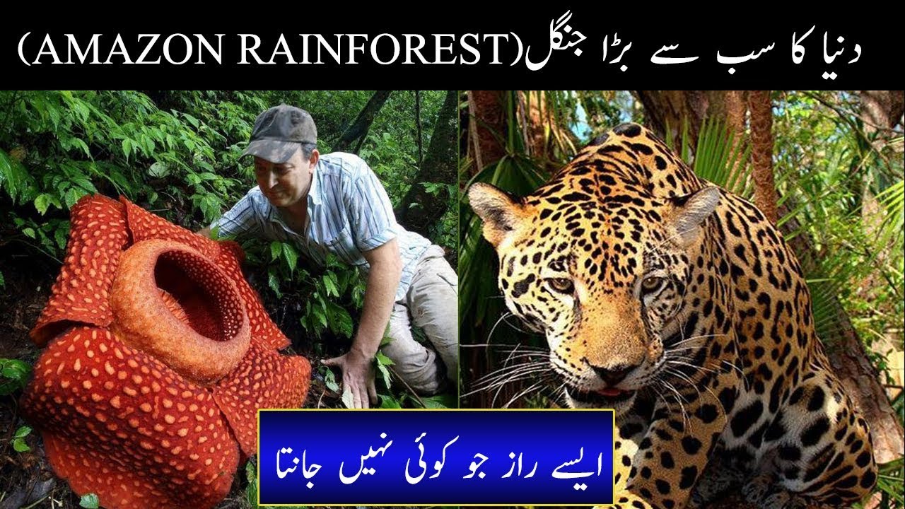 Interesting Facts About Amazon RainForest YouTube interesting-facts-about-amazon-rainforest-youtube