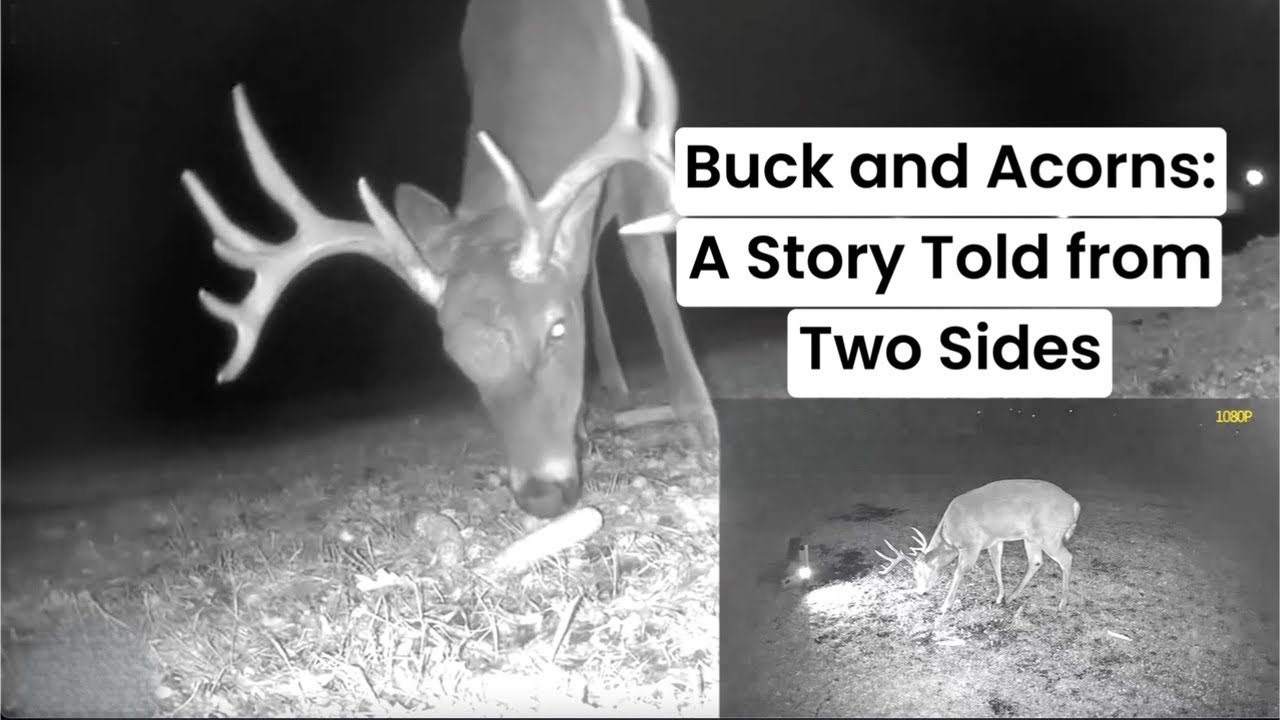 Buck and Acorns: A Story Told from Two Sides | My Backyard Friends ...