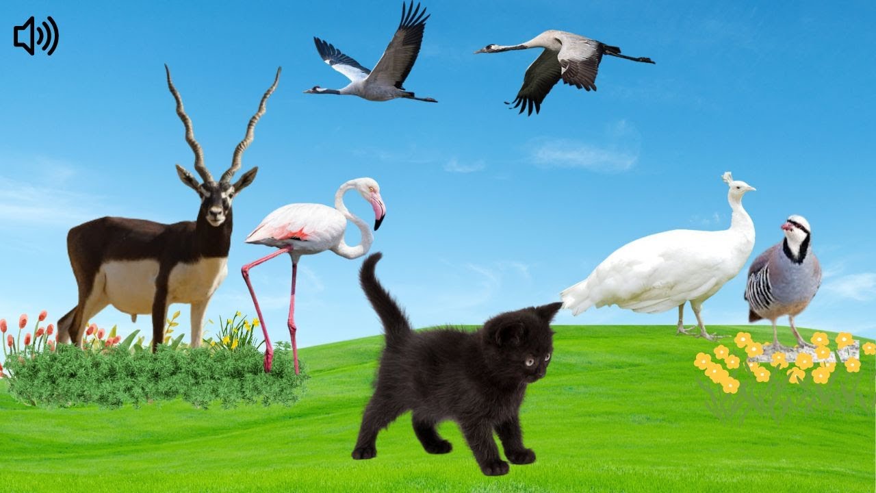 Peaceful Moments with Beautiful Bird and Animal Sounds: Crane, flamingo ...