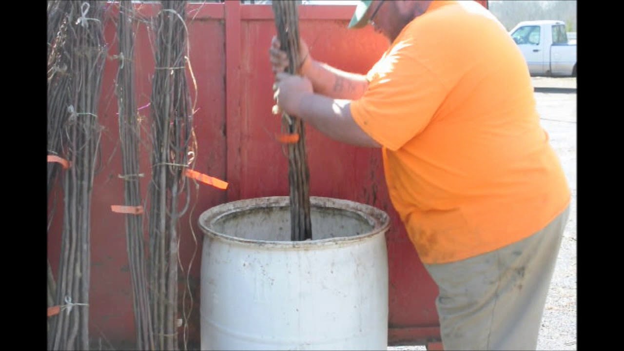 Handling Trees at a Tree Farm Storage of Bareroot Whips - YouTube