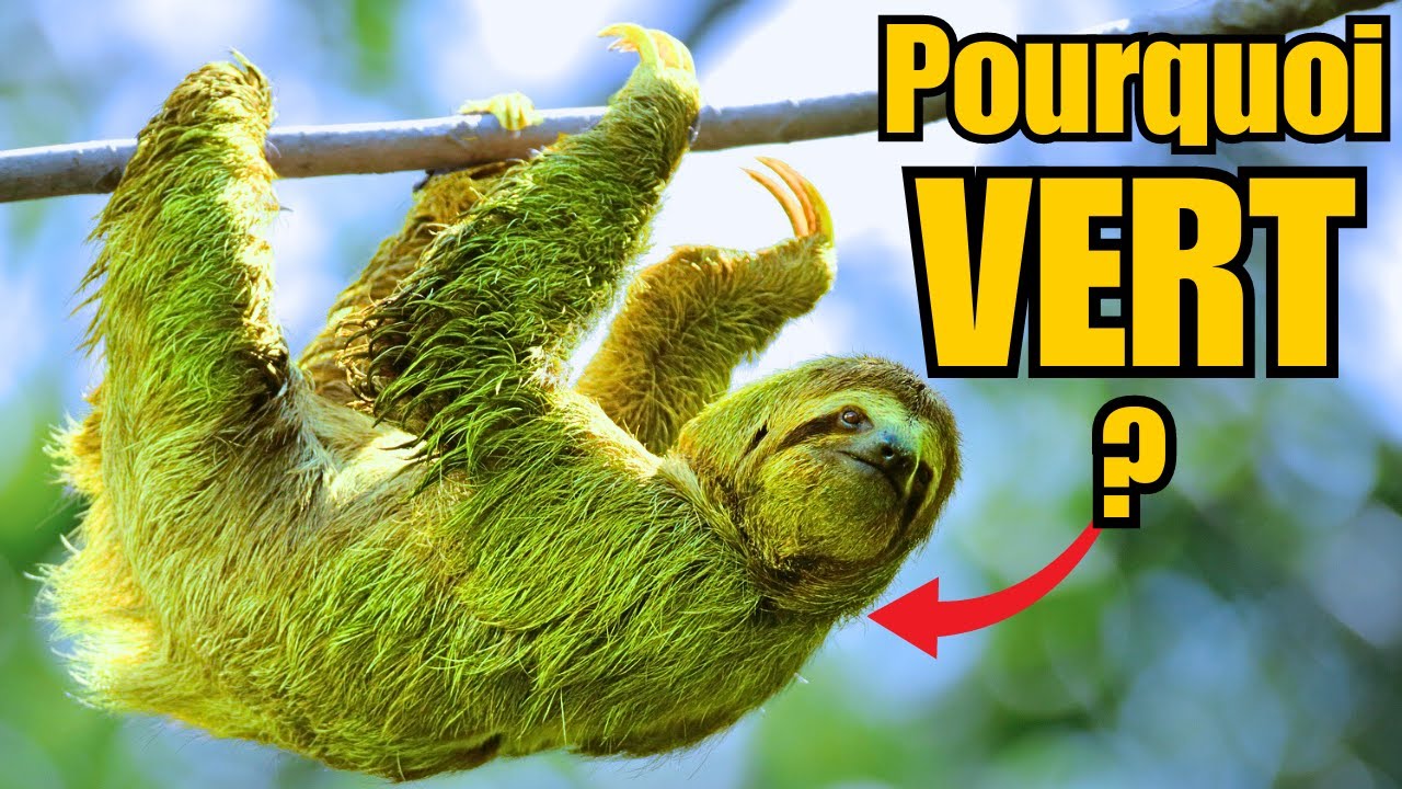 Le secret caché dans le pelage du paresseux - YouTube