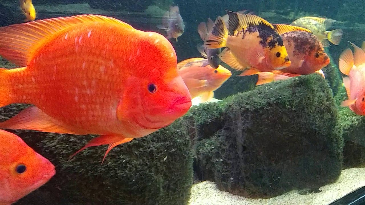 Red Dovii update plus part one - YouTube