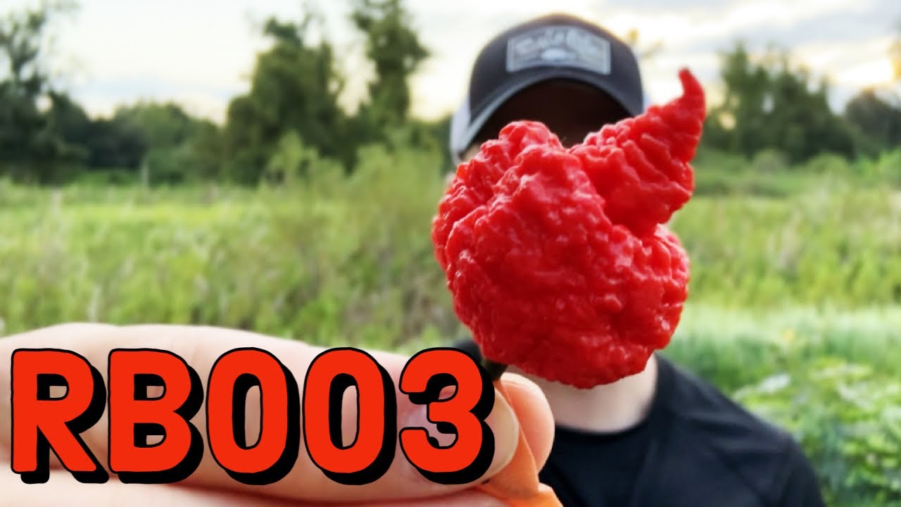 RB003 | Pepper Review - YouTube