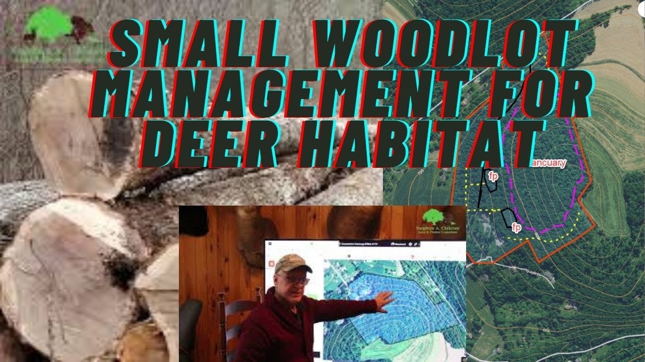 SMALL WOODLOT MANAGEMENT FOR BETTER DEER HUNTING - YouTube