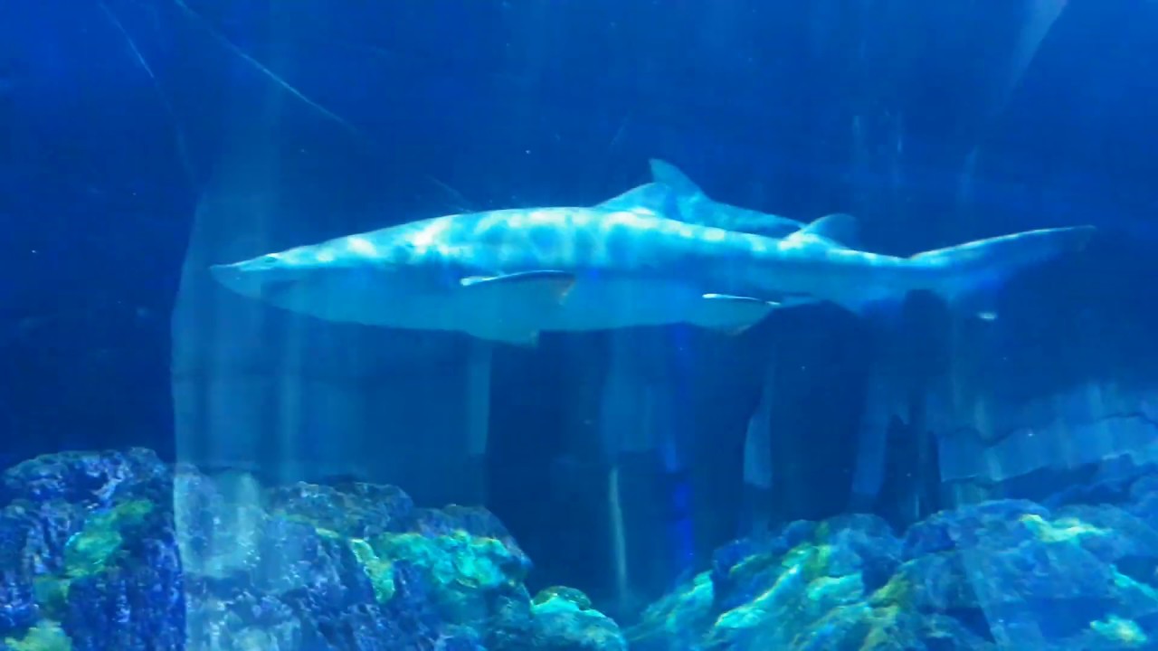 Seaworld adventure: episode 2 Shark Tank - YouTube