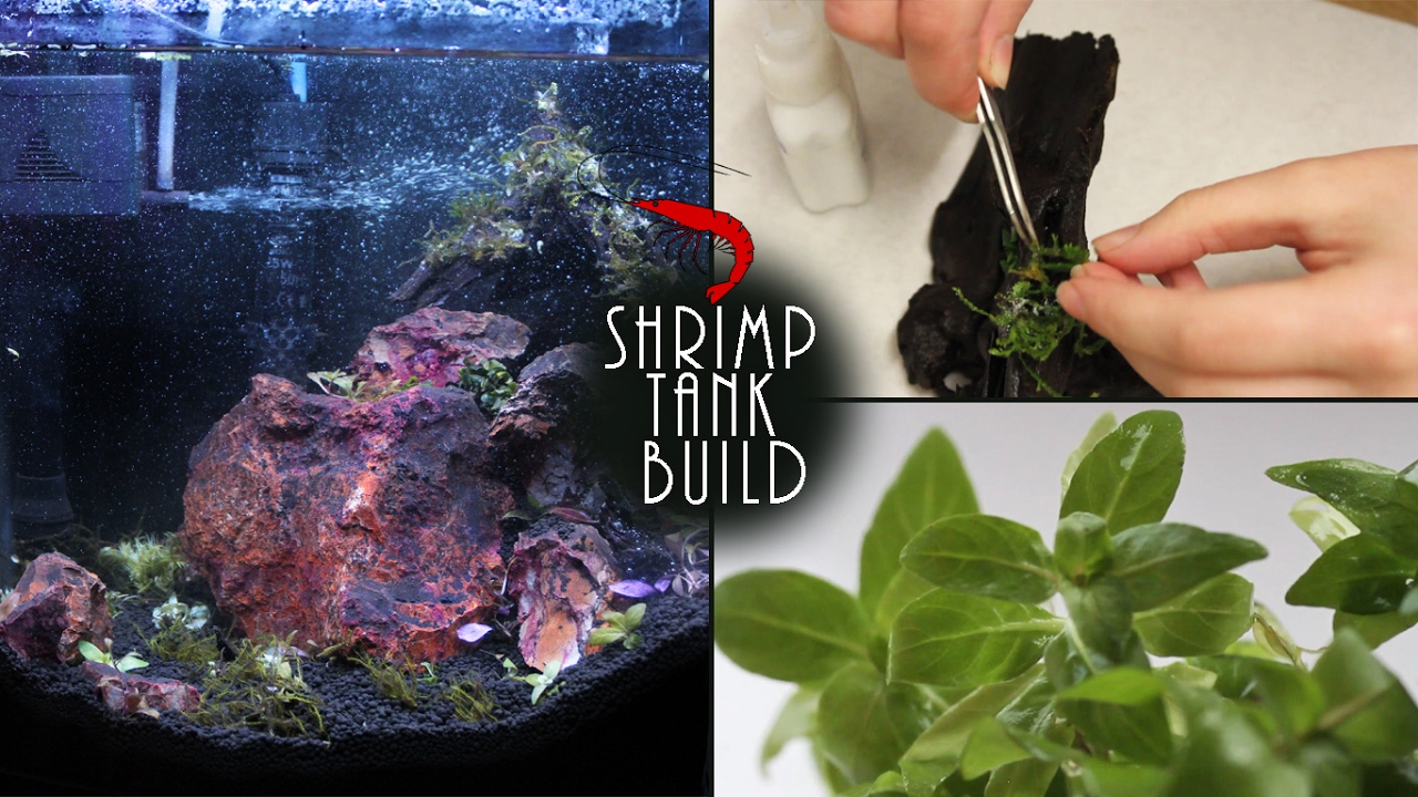 Live Planted Shrimp Tank Build! - YouTube