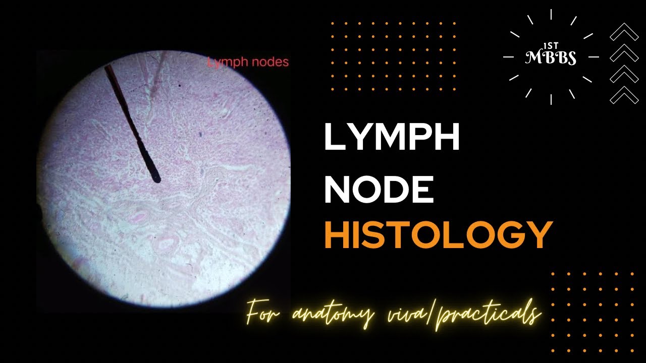 Lymph Node histology | Anatomy viva | Diagram + Histology slide ...