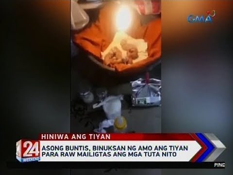 24 Oras: Asong buntis, binuksan ng amo ang tiyan para maligtas ang mga ...