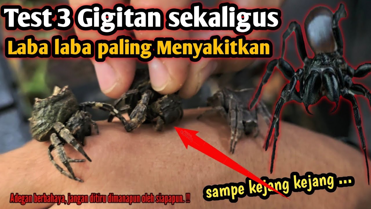 TEST 3 GIGITAN LABA LABA PALING MENYAKITKAN DAN TERPARAH GA MAU LEPAS ...