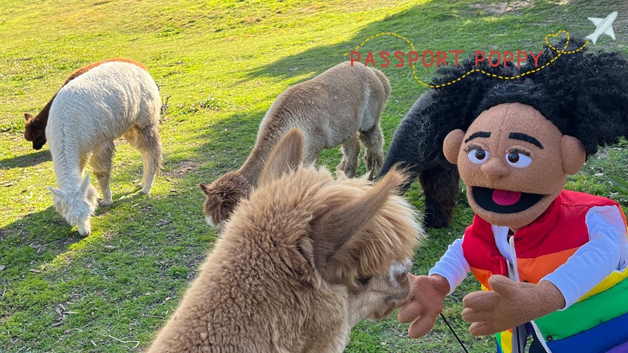 Where To Today? Let's spend the day with Alpacas in Santa Barbara ...