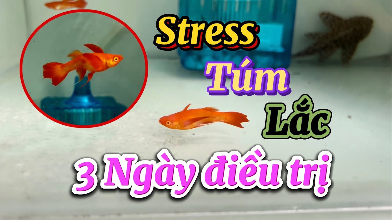 Chia sẻ kinh nghiệm xử lý cá Bảy Màu Koi Red Ear Ribbon bị Túm, Lắc do ...