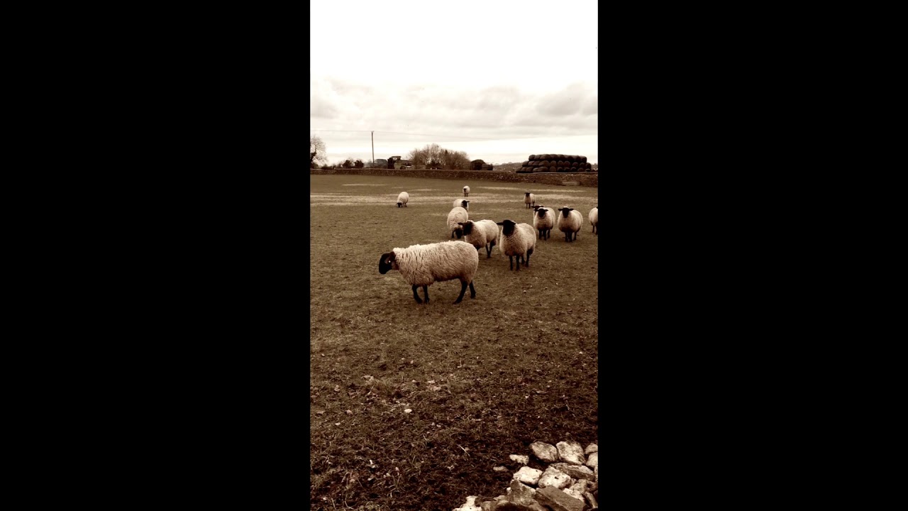 Animal Communication - Sheep - YouTube