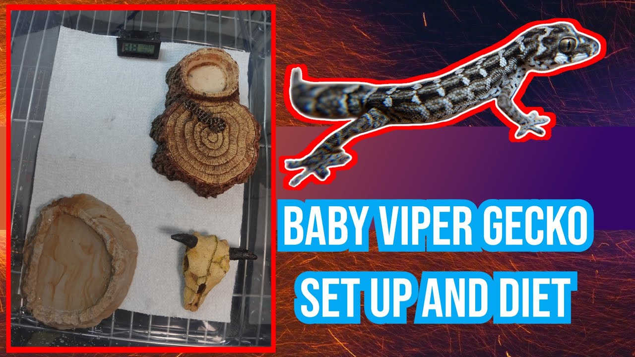 Baby Viper Gecko Setup and Diet! - YouTube