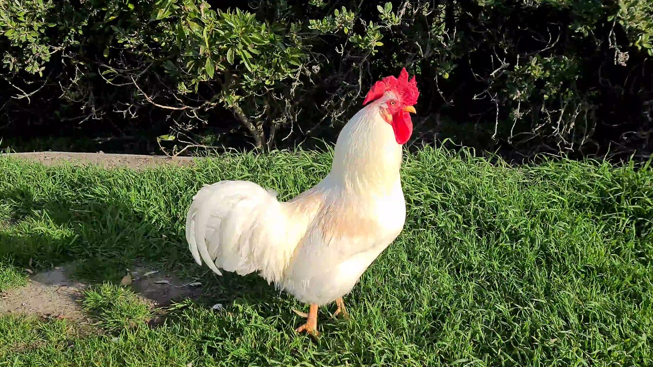 Rooster at the Golf Course - YouTube