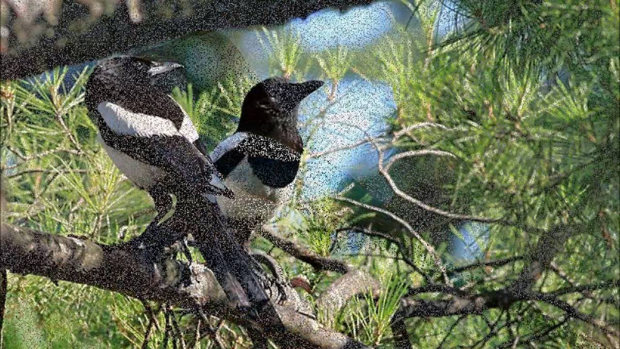 szarka - YouTube