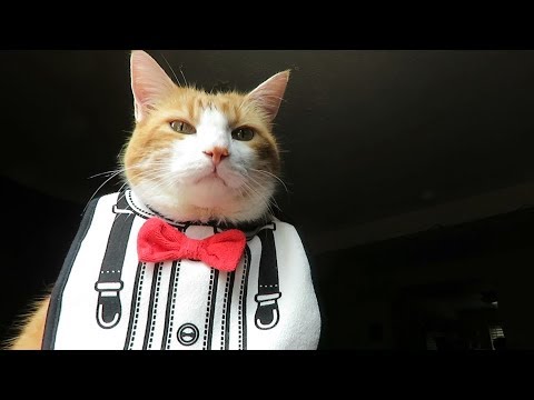 Cat Wears Fancy Bibs - YouTube