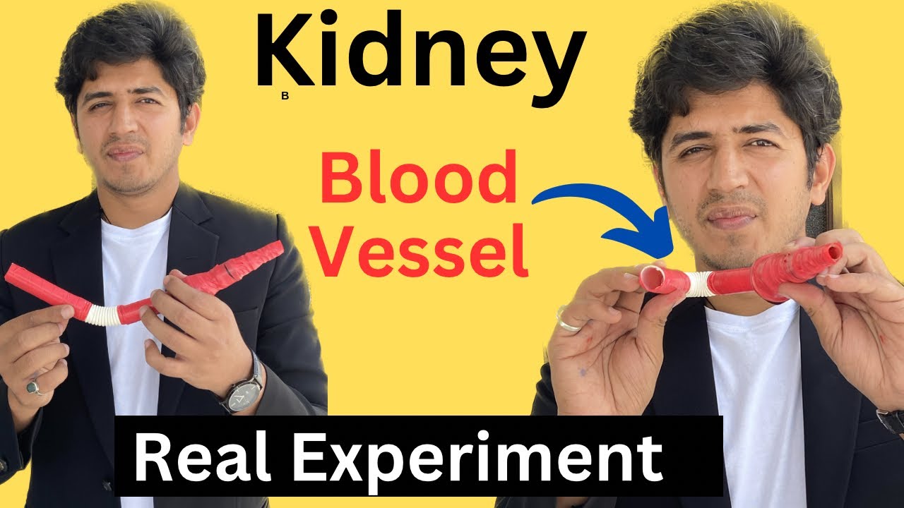 Real Experiment with Blood vessel of Kidneys - Nephron ( Ultra ...