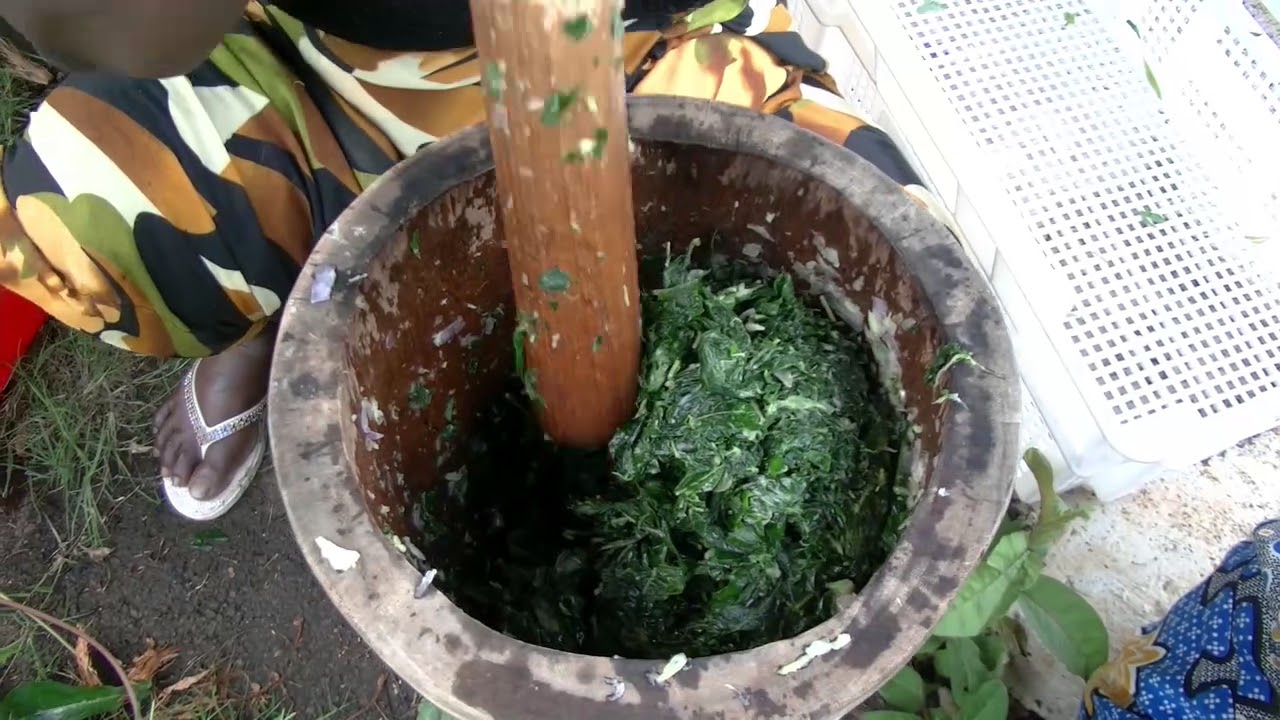 Brde Manioc Feliki Mataba Udjama