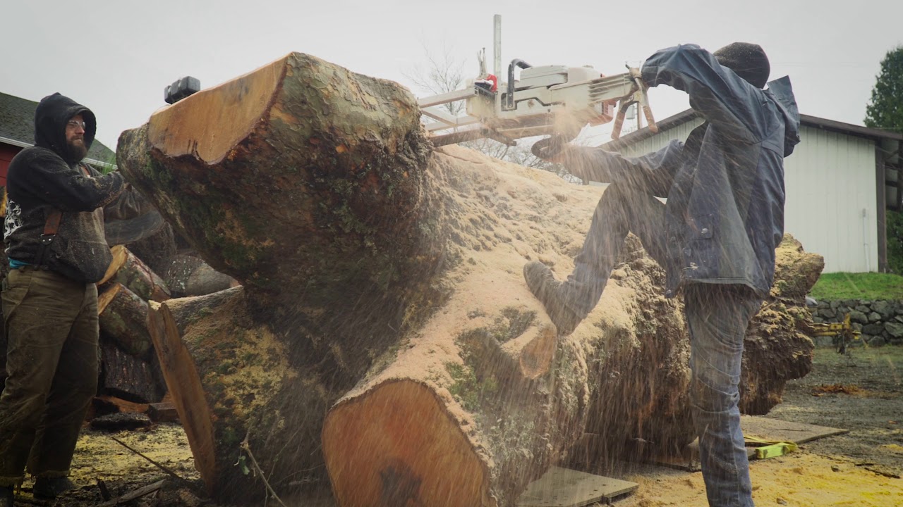 HUGE sycamore tree slabs! - YouTube