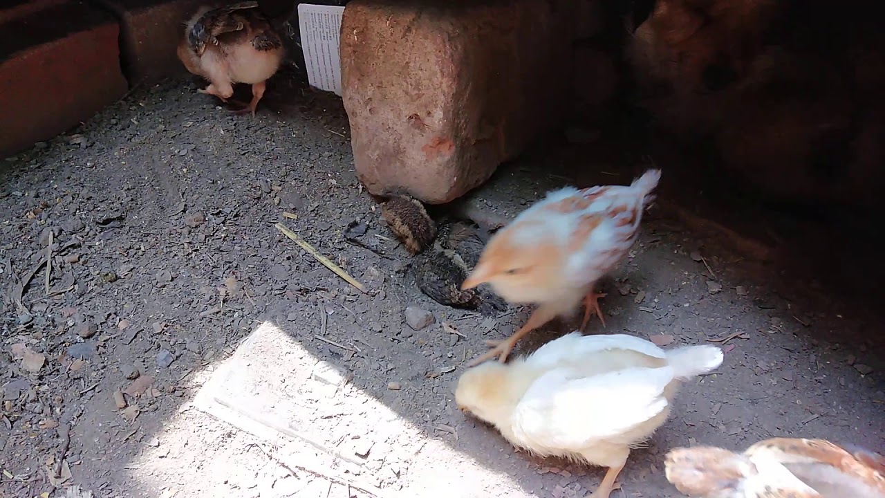 Pollito bañándose - YouTube