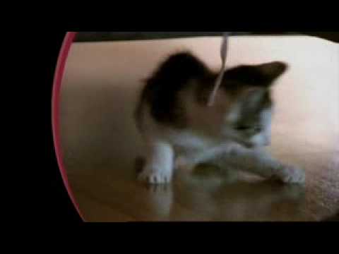 Supercoat Shoelaces Cat Food Commercial with Dr Harry - YouTube