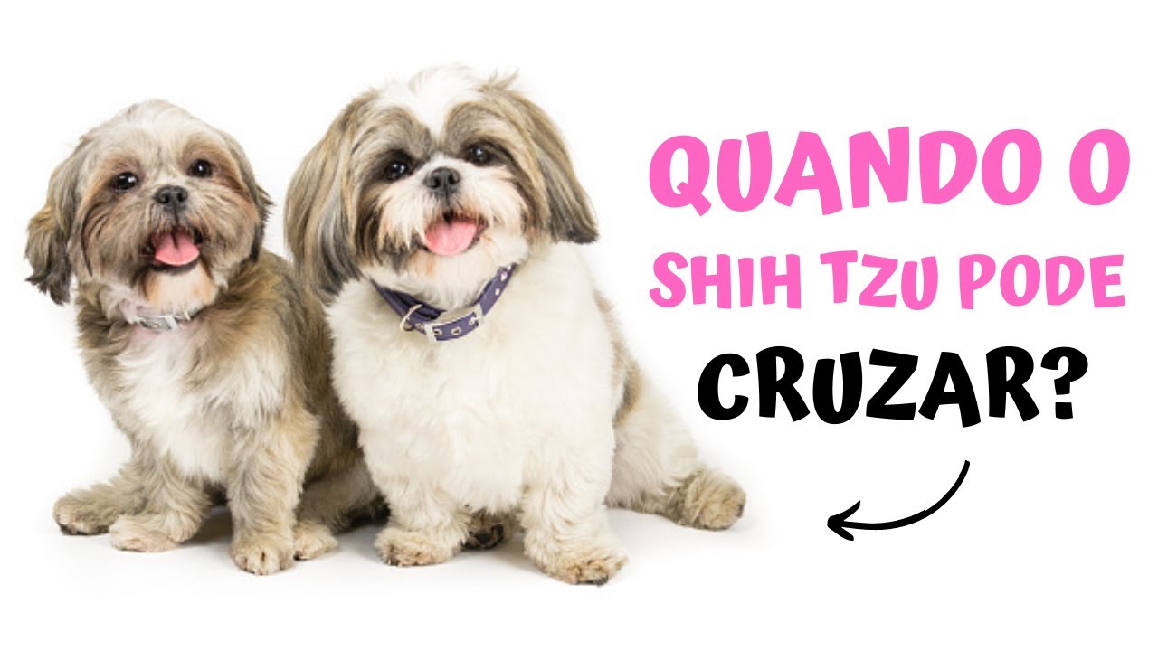 QUANDO O SHIH TZU PODE CRUZAR? | SHIH TZU PODE CRUZAR NO PRIMEIRO CIO ...