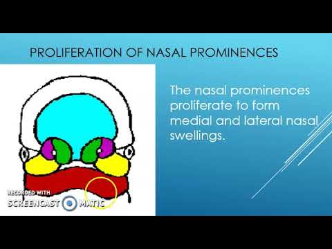 Development of nose - YouTube