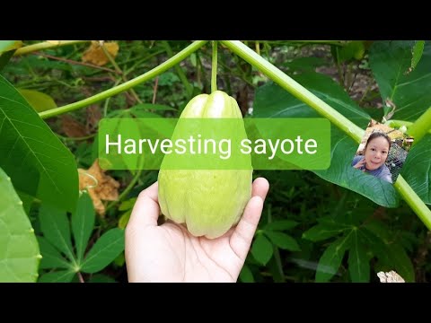 Harvesting sayote at our friends vegetable garden / Harvest no. 3 - YouTube