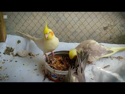 Cocktail parrot video || Cocktail parrot eating food || Cocktail parrot ...