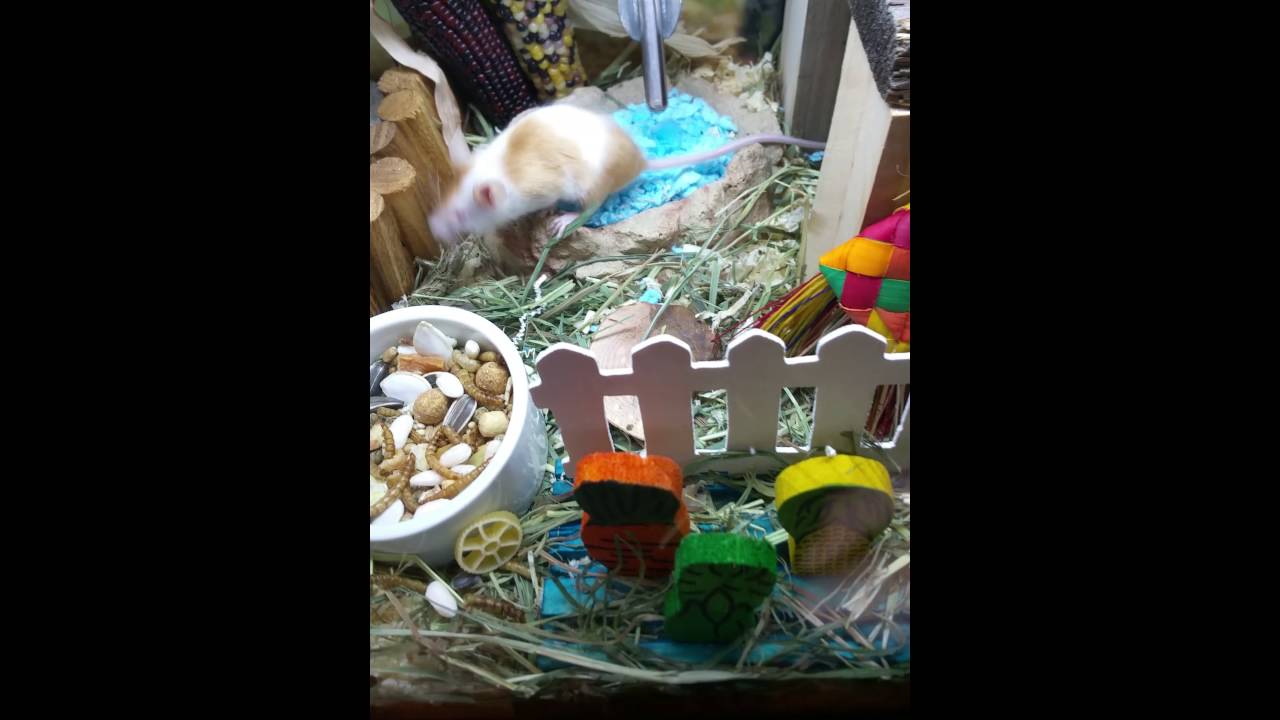 Mouse 10 gallon aquarium setup - YouTube