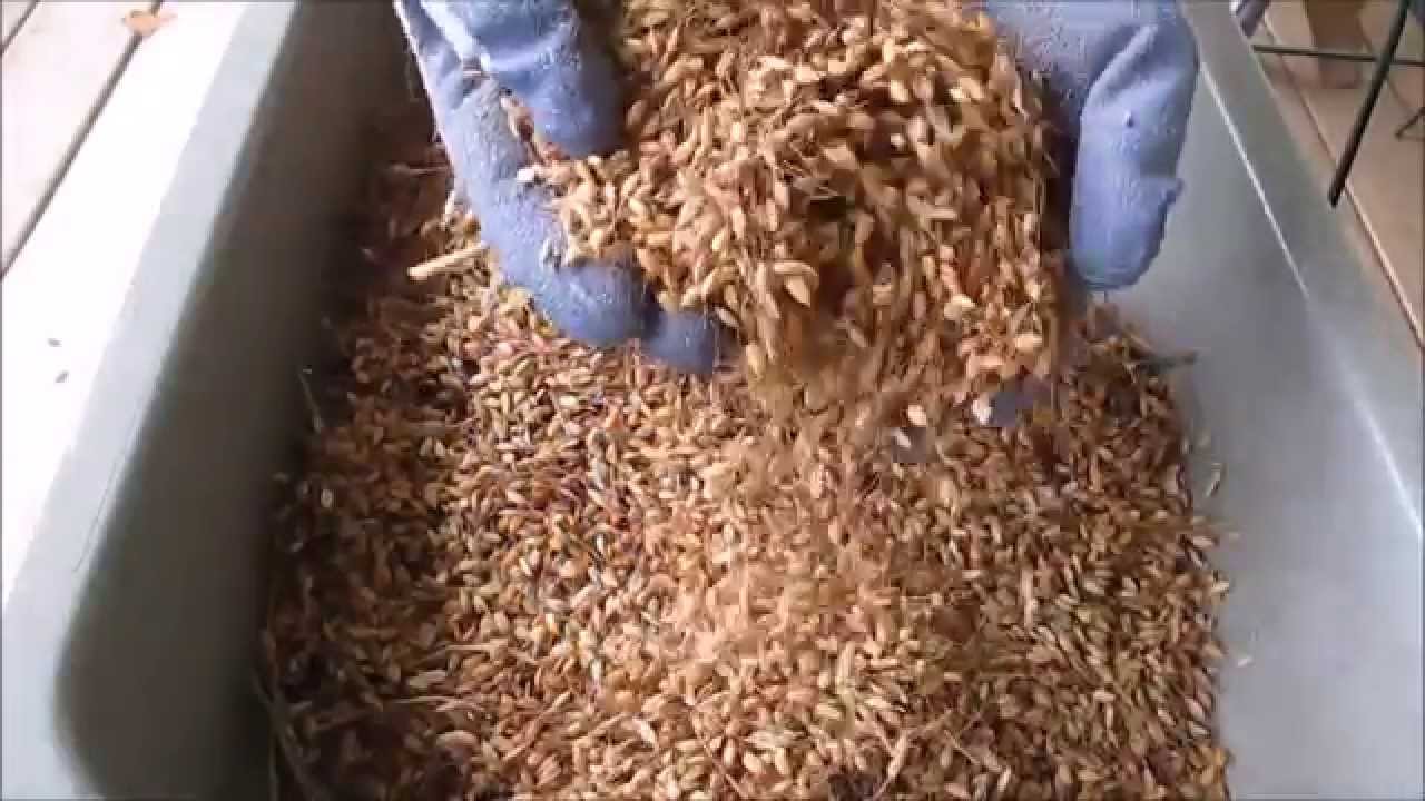 Upland Rice Processing - YouTube