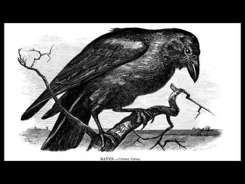 Edgar Allan Poe - Havran (překlad: Vítězslav Nezval) - YouTube