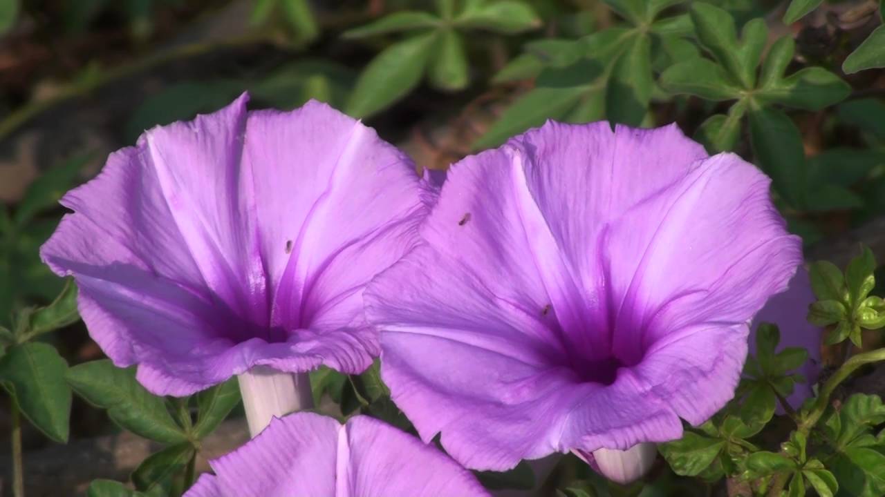 Ipomoea cairica Railway creeper - YouTube