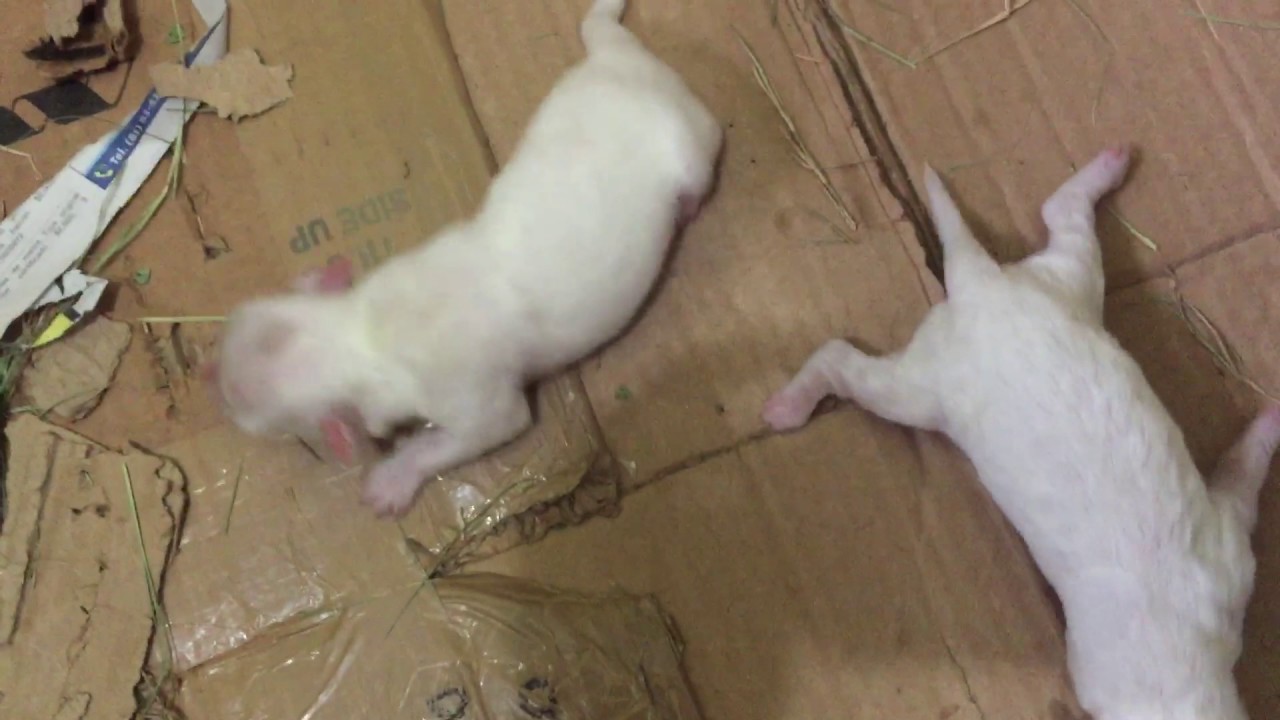 French poodle bebés - YouTube