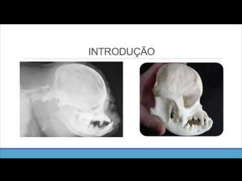 Cães braquicefálicos: alguns aspectos e tratamento cirúrgico. - YouTube