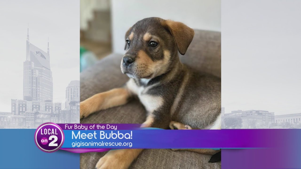 Fur Baby of the Day: Bubba! - YouTube
