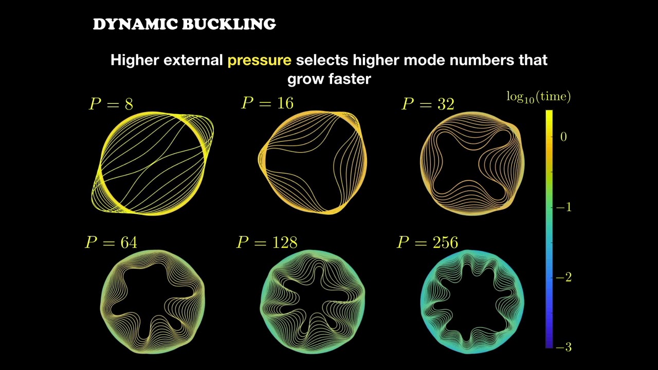 The fast & the flexible: dynamic buckling of slender structures induced ...