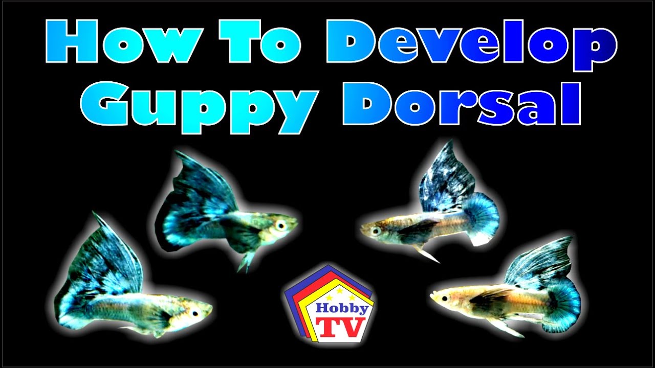 How to Develop Guppy fish Dorsal Fins! - YouTube