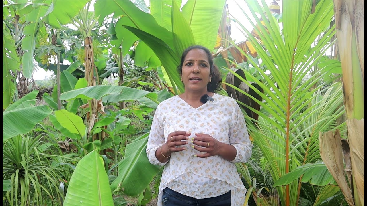 Velvet Beans curry | Mucuna Pruniens Recipe | Velvet Beans Recipe ...