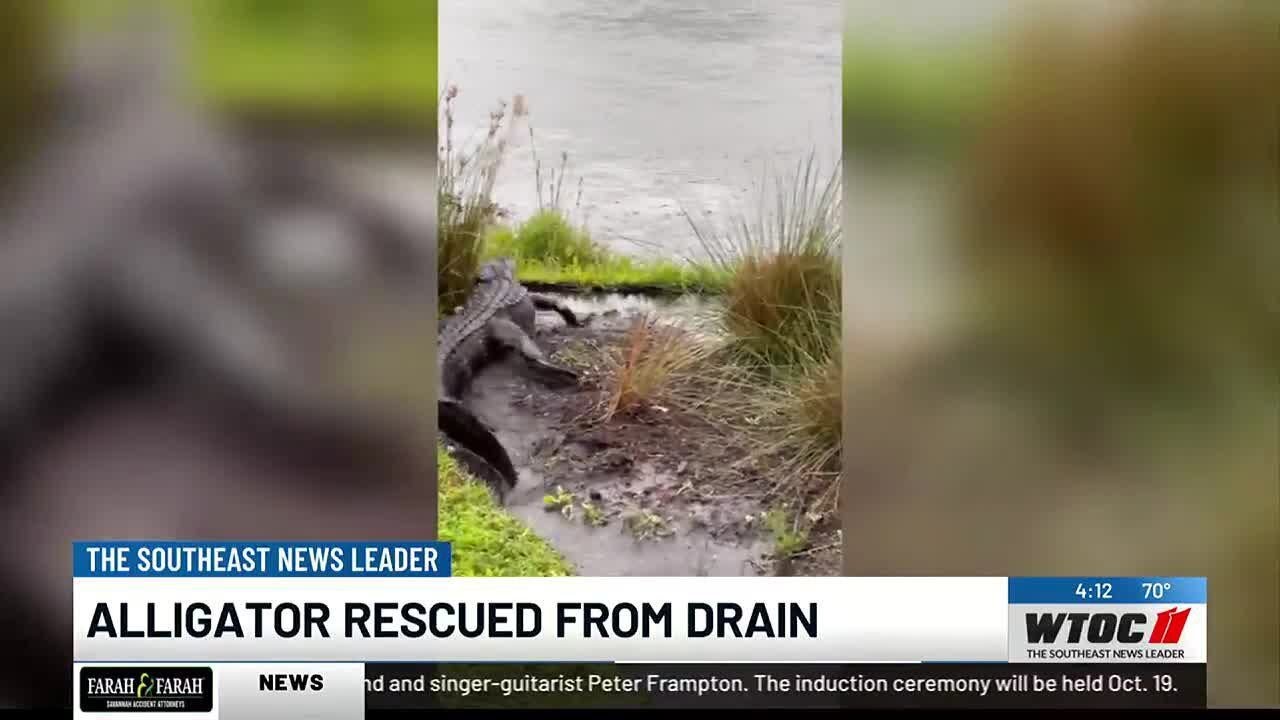 Alligator rescued from drain - YouTube