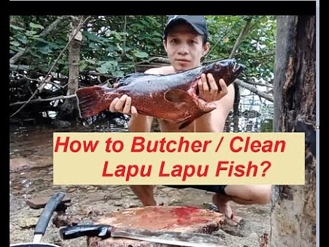 paano mag palang ng isdang lapu lapu - YouTube