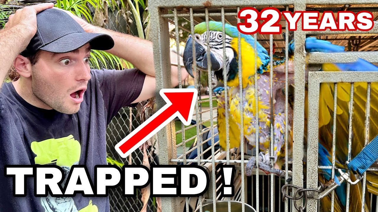 RESCUED PARROT TRAPPED FOR 32 YEARS ! WILL HE SURVIVE ?! - YouTube
