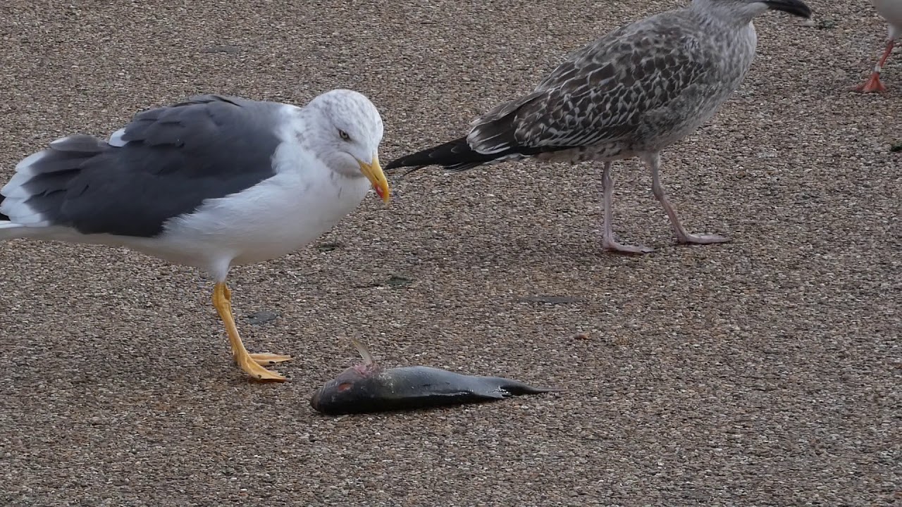 The pigeon-eating gull eats a fish - YouTube