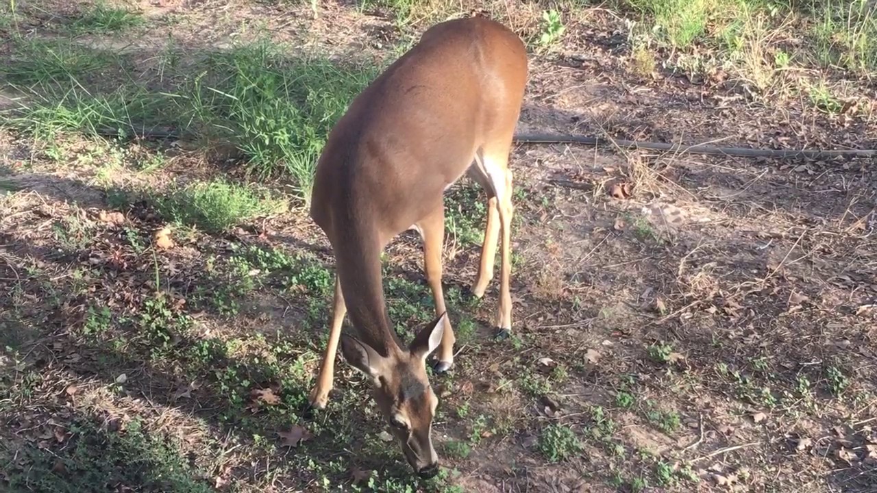 Pregnant doe - YouTube