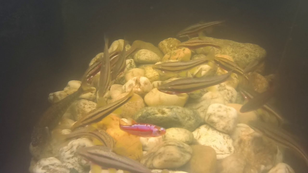 Phoxinus erythrogaster and notropis chrosomus breeding - YouTube