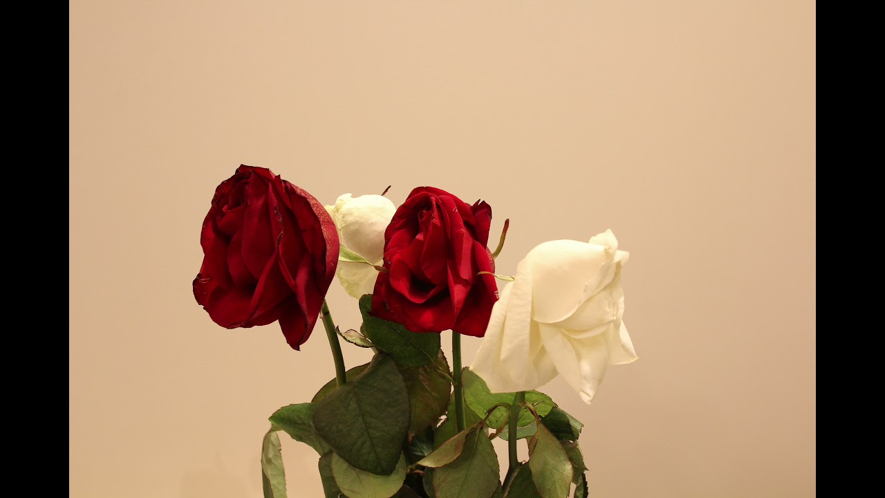 The process of flower decay - YouTube