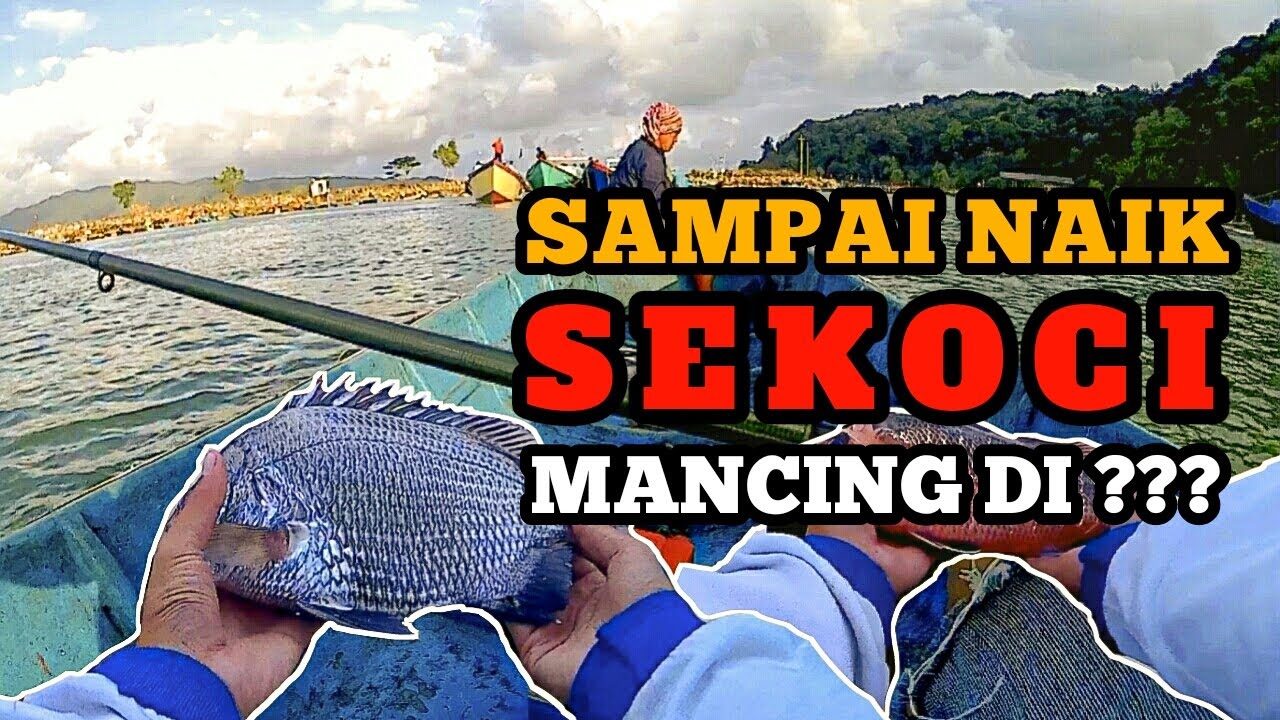 Mancing Ikan Kakap Batu dan Mangrove Jack Saat Gelombang Tidak ...