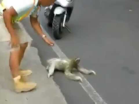 The flying Sloth! I believe i can fly! - YouTube