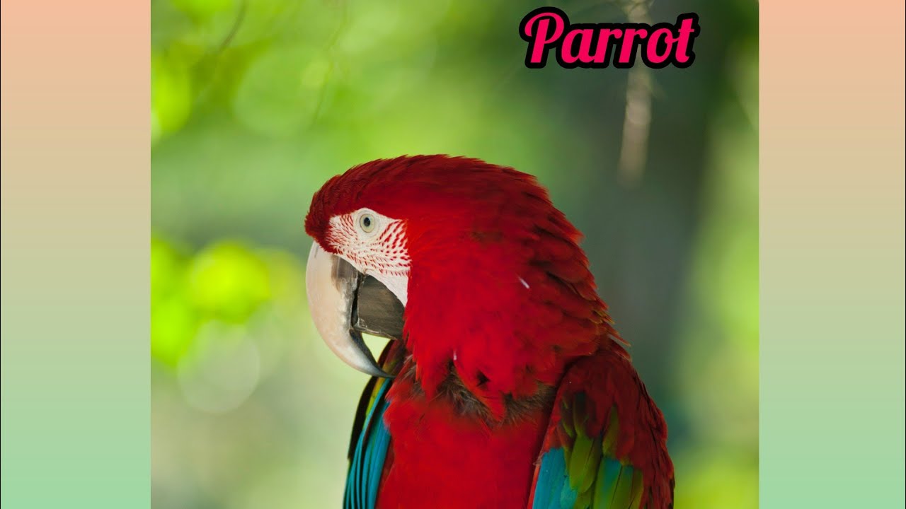 Parrot. - YouTube